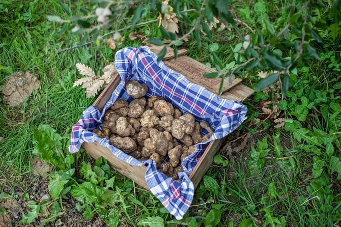 Tuscany Truffle Hunt: a 5-hour Gourmet Culinary Adventure - The Gourmet Meal and Wine Pairing