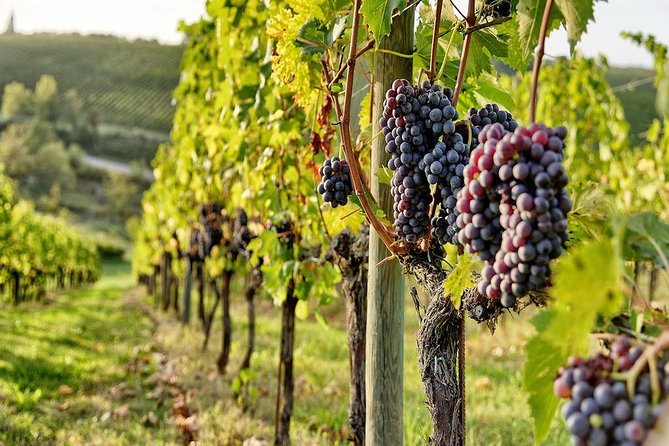 Tuscany Wine Tour From Rome With Private Driver - Traveler Reviews and Experiences
