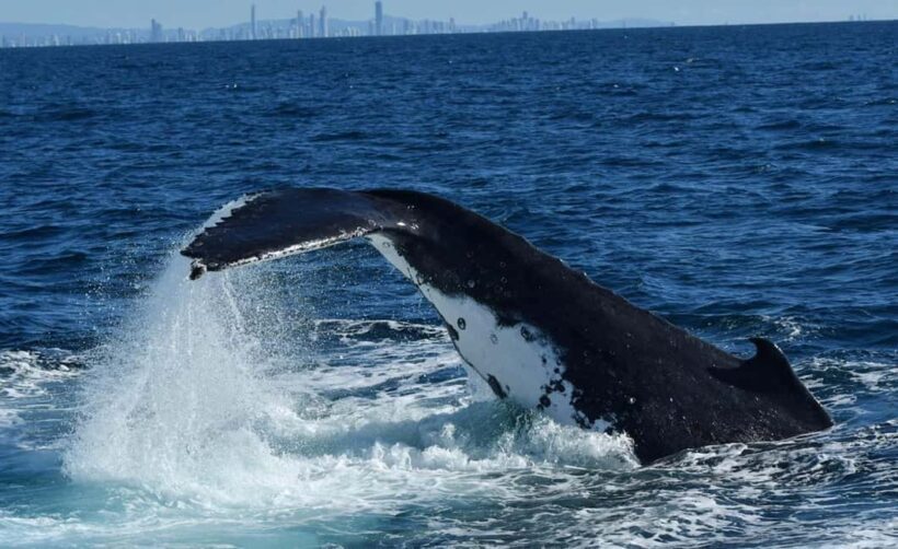 Tweed Heads: Whale Watching Boat Tour - Key Points