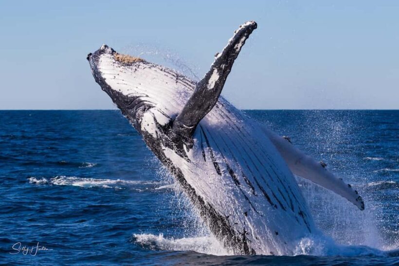 Tweed Heads: Whale Watching Boat Tour - Detailed Review of the Whale Watching Experience