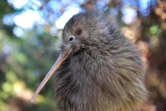 Twilight Wild Kiwi Bird Encounter Private Tour - Key Points