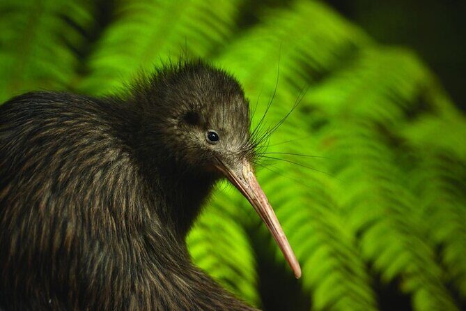 Twilight Wild Kiwi Bird Encounter Private Tour - The Itinerary: A Step-by-Step Breakdown