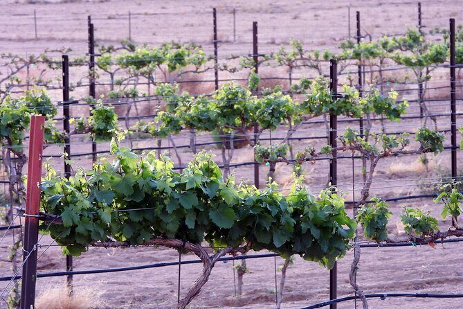 Twilight Wine and Stargazing Tour in Northern Arizona - The Experience: A Detailed Look