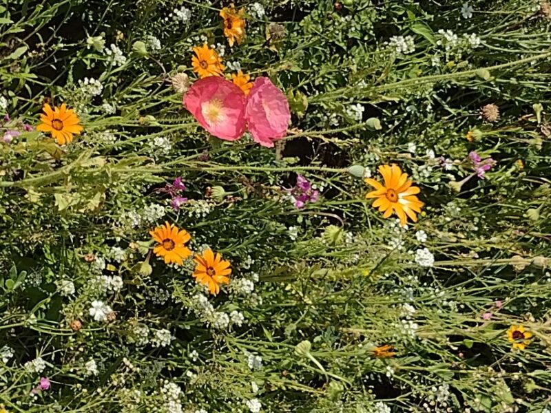 Twin Falls: Off the Beaten Path Guided Half-Day Tour - Who Is This Tour Best For?