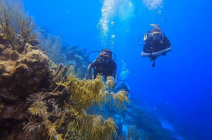 Two and a Half Hours Scuba Diving Experience in Curacao - Who Should Consider This Tour?
