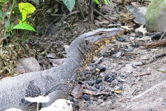 Two-Day Jungle Trekking For School, Private - An In-Depth Look at the Jungle Trekking Experience
