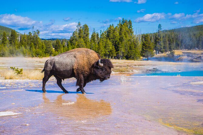 Two Day Yellowstone Tour: Upper & Lower Loop | Bozeman | PRIVATE - Why Choose This Yellowstone Tour?