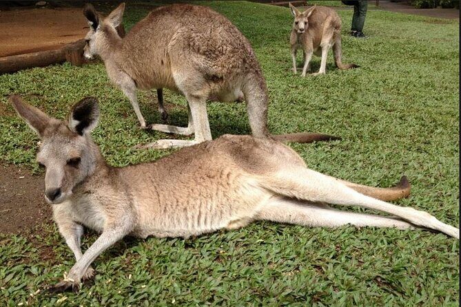 Two-Days Kuranda Rainforestation + Green Island Great Barrier - Discover the Best of Cairns: Two-Day Kuranda Rainforestation + Green Island Tour
