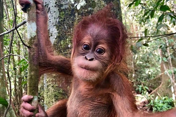 Two days orangutans adventure in Gunung Leuser - Introduction