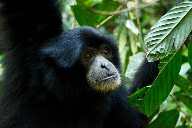 Two days orangutans adventure in Gunung Leuser - What Makes This Tour Stand Out?