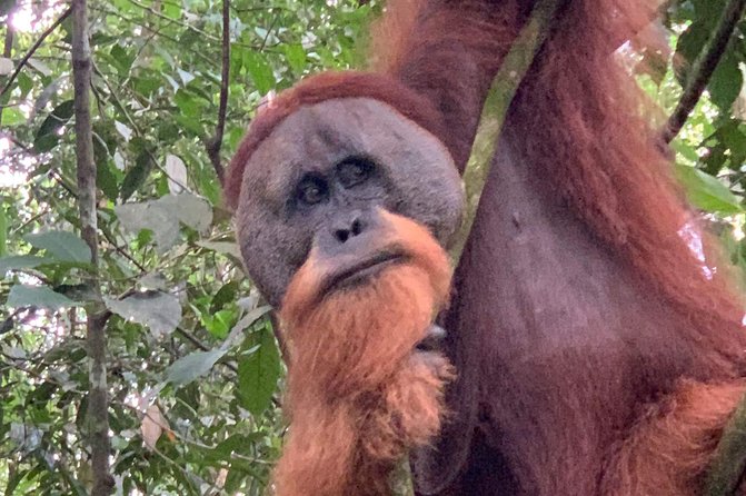 Two days orangutans adventure in Gunung Leuser - FAQs