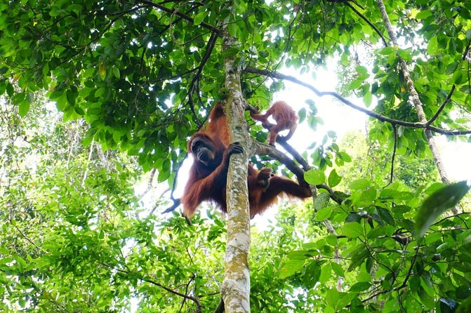 Two days orangutans adventure in Gunung Leuser - The Sum Up