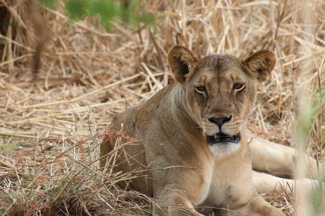 Two Days Safari by Train - The Travel Experience in Detail