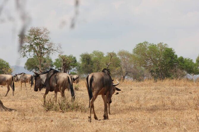 Two Days Safari by Train - Night in the Wilderness