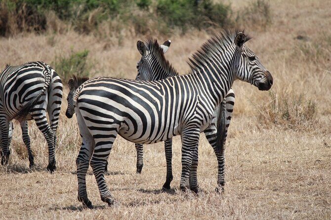 Two Days Safari by Train - Whats Included and Whats Not