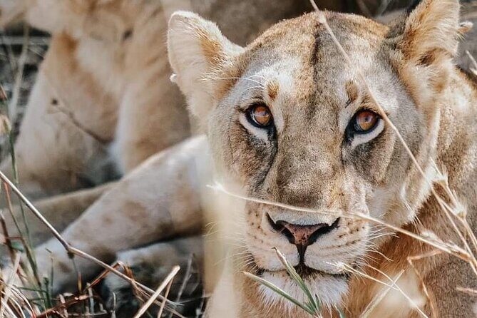Two Days Safari by Train - Practical Considerations