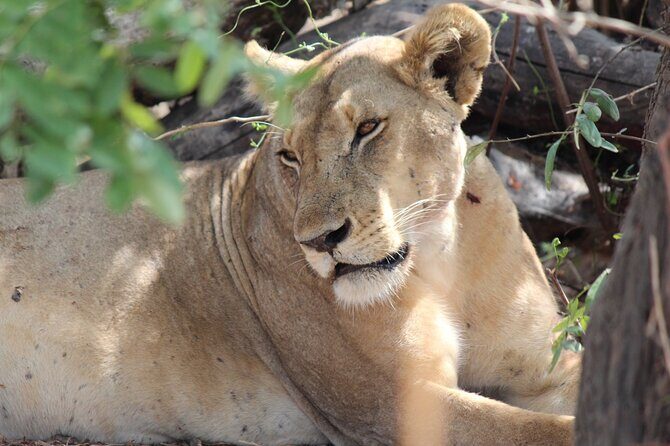 Two Days Safari by Train - Authenticity, Value, and Who it’s For