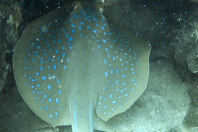 Two Fun Dives for Certified Divers in Koh Kood or Koh Rang - The Value of this Tour