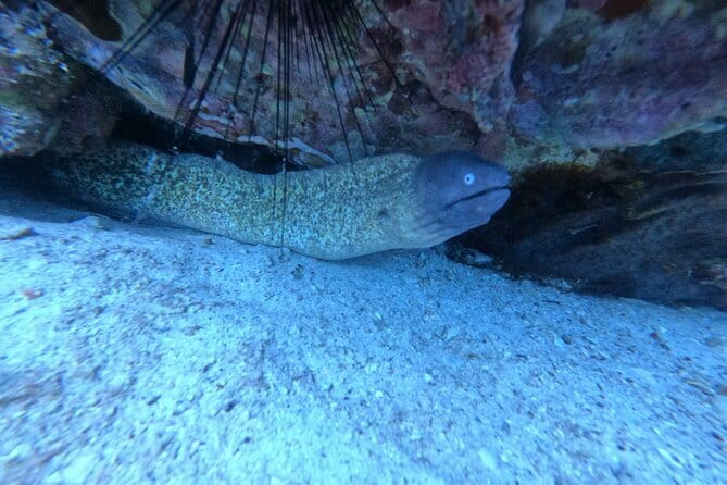 Two Fun Dives for Certified Divers in Koh Kood or Koh Rang - FAQs