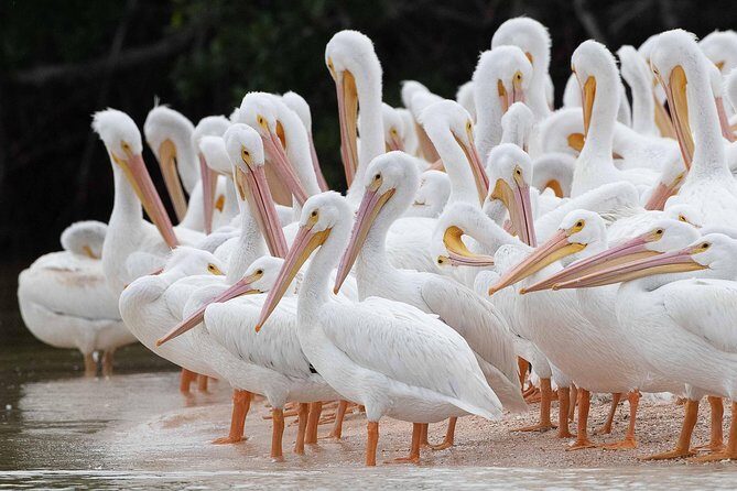 Two-Hour Everglades Dolphin, Manatee and Birding Boat Tour - Why This Tour Works for You