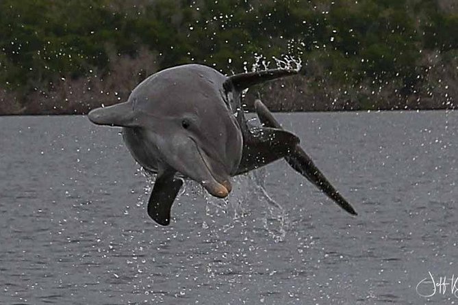 Two-Hour Everglades National Park Dolphin, Birding and Wildlife Boat Tour - Guided Expertise and Storytelling
