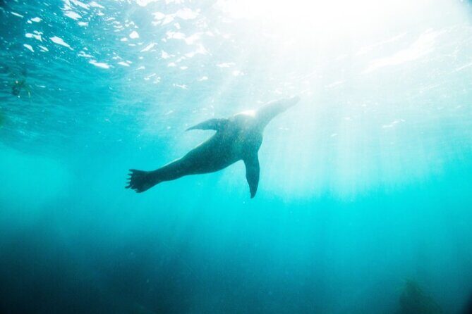 Two Hour Kayak and Snorkel Tour for Two in La Jolla - The Experience in Detail: What You Can Expect