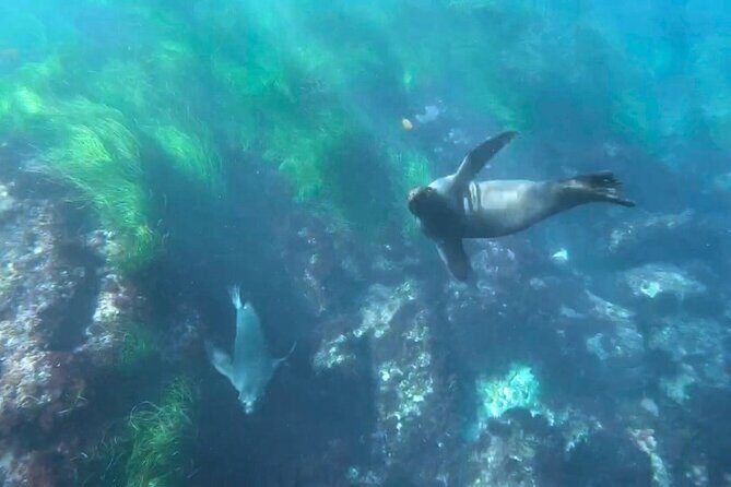 Two Hour Kayak and Snorkel Tour for Two in La Jolla - FAQ: Practical Questions About the Tour