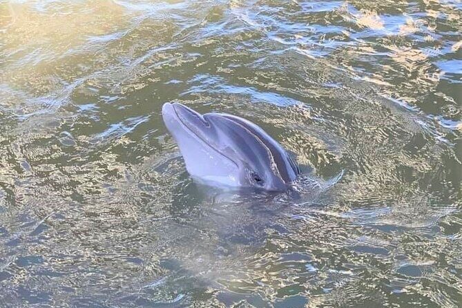 Two Hour Large Group Dolphin Tour - Final Thoughts