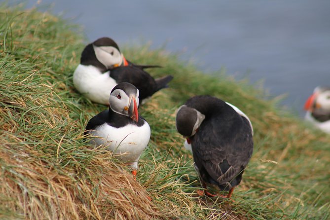 Two-In-One: Whale & Puffin Watching Tours From Reykjavik - Wildlife Guarantee and Commentary