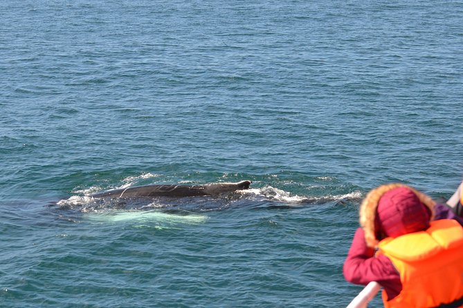 Two-In-One: Whale & Puffin Watching Tours From Reykjavik - Food and Drinks
