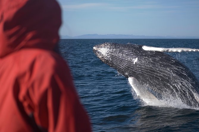 Two-In-One: Whale & Puffin Watching Tours From Reykjavik - Meeting Point and Pickup