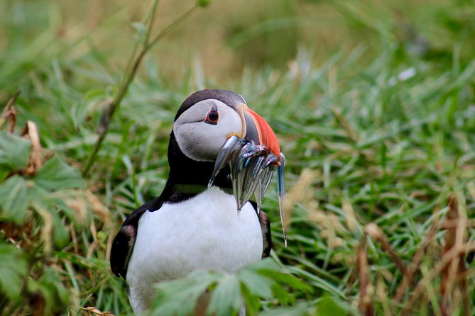 Two-In-One: Whale & Puffin Watching Tours From Reykjavik - Additional Information