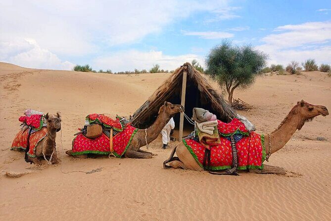 Two-Night Camel Safari and Desert Camping - A Closer Look at the Tour Experience