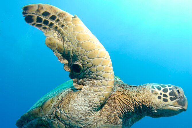 Two Site Snorkeling Adventure featuring the Molokini Crater - Booking, Weather, and Cancellations