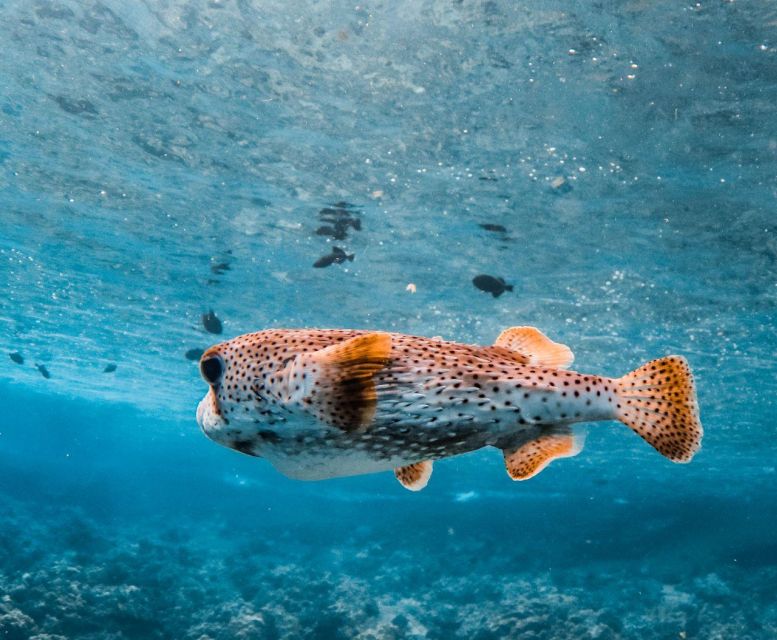 Two Stop Deluxe Molokini Snorkel - The Sum Up