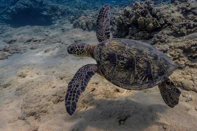 Two Tank Wreck and Drift Dive in Oahu - The Itinerary and What to Expect