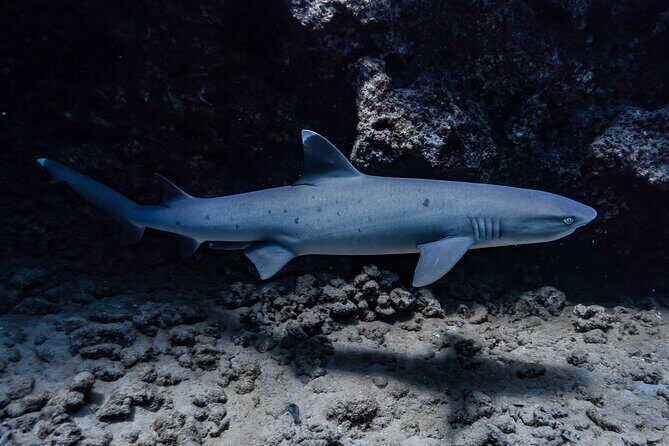 Two Tank Wreck and Drift Dive in Oahu - Who Should Consider This Tour?