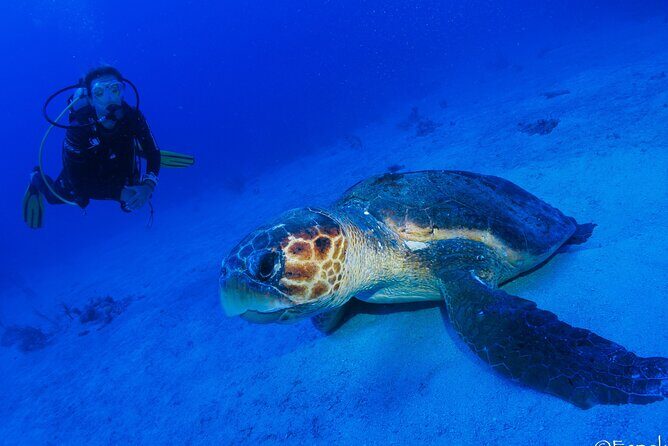 Two tanks local diving for certified divers, SCUBA gear included - The Cost and Value