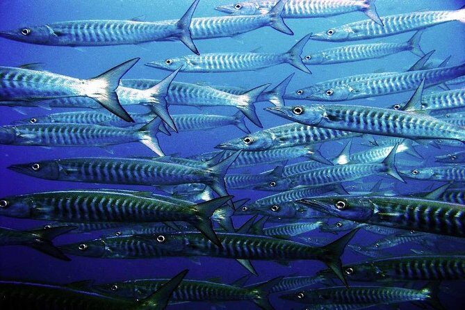Two tanks local diving for certified divers, SCUBA gear included - Who Would Love This Tour?