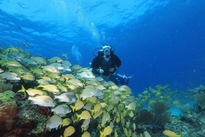 Two Tanks Scuba Diving for Beginners in Cancun - What to Expect from the Tour