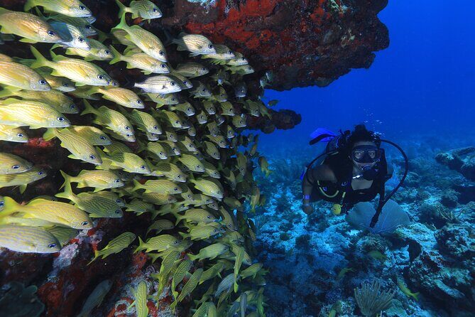 Two Tanks Scuba Diving for Beginners in Cancun - Final Thoughts