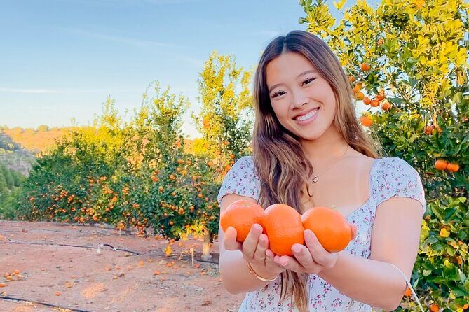 U-Pick - Tangerine and Lemon Picking at Sunmist Tangerine Farm - A Fresh Take on Temecula: Tangerine and Lemon Picking at Sunmist Tangerine Farm