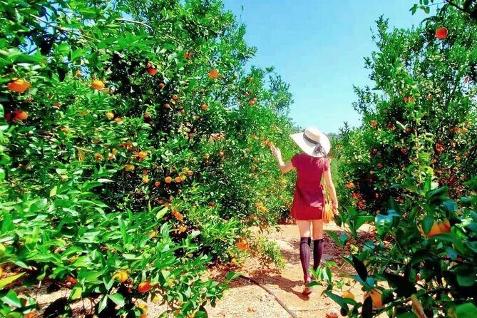U-Pick - Tangerine and Lemon Picking at Sunmist Tangerine Farm - Key Points