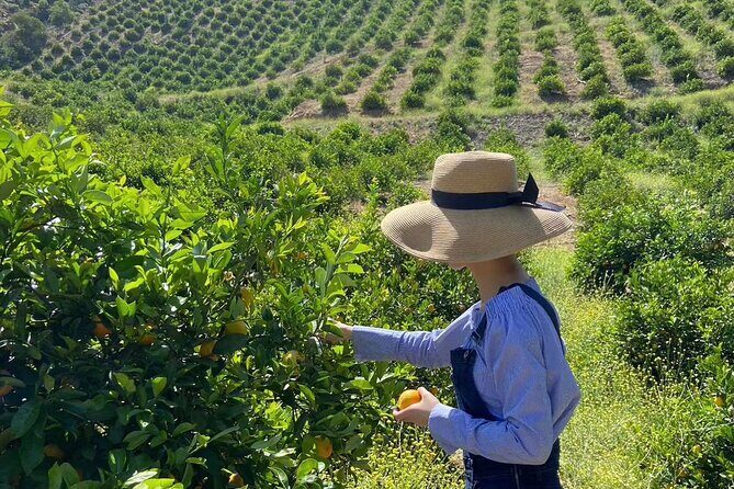 U-Pick - Tangerine and Lemon Picking at Sunmist Tangerine Farm - The Value of Citrus Picking in Temecula