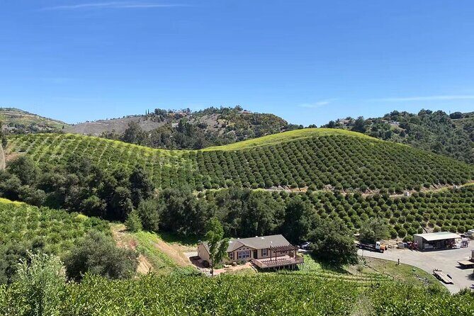 U-Pick - Tangerine and Lemon Picking at Sunmist Tangerine Farm - Who Should Consider This Tour?