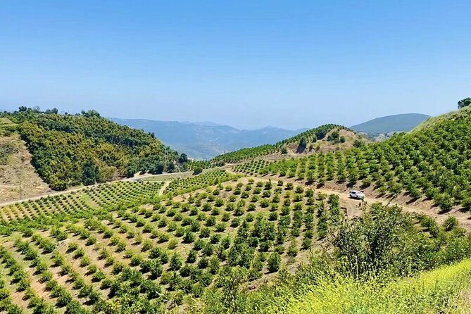 U-Pick - Tangerine and Lemon Picking at Sunmist Tangerine Farm - Final Thoughts: A Refreshingly Authentic Experience