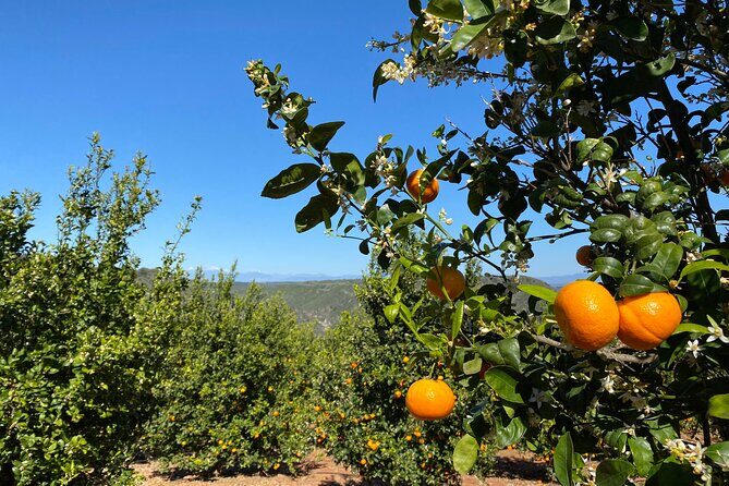 U-Pick - Tangerine and Lemon Picking at Sunmist Tangerine Farm - FAQs