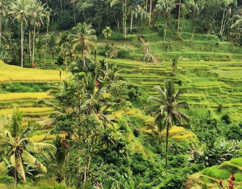 UBUD : 1 day trip tegalalang,temple,goarangrang waterfalls - Practical Details and Inclusions