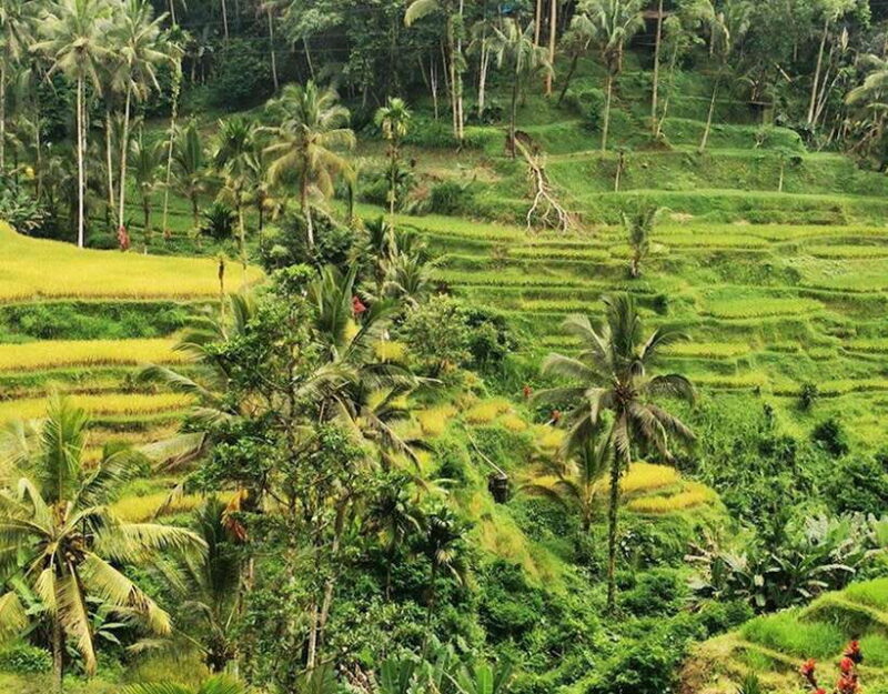 UBUD : 1 day trip tegalalang,temple,goarangrang waterfalls - What Makes This Tour Stand Out?