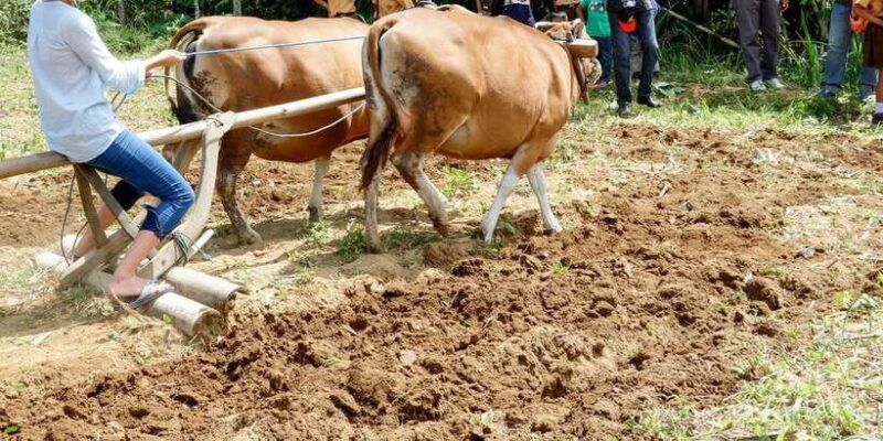 Ubud: 3-Hour Walking Tour with Lunch - Frequently Asked Questions
